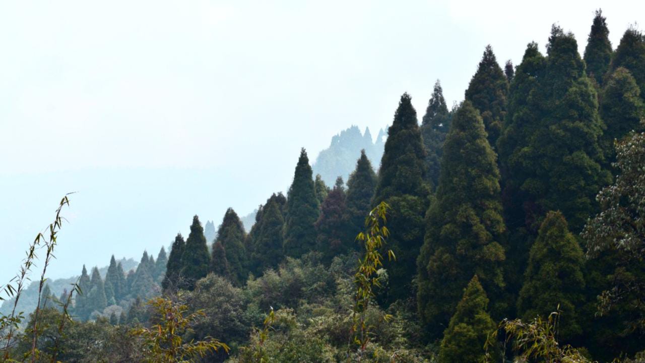 Rongo, Dooars: A Weekend Getaway - How To Reach, Homestays