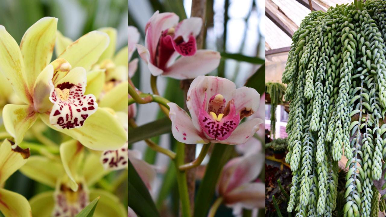 Takdah Orchid Center (Darjeeling) - 6 Points You Must Know About