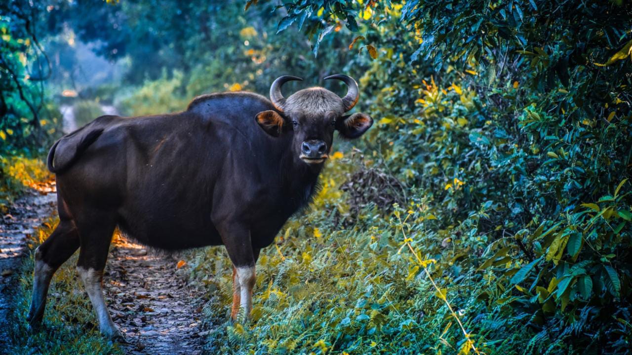 Top 8 Popular Places to Visit in Dooars (West Bengal)