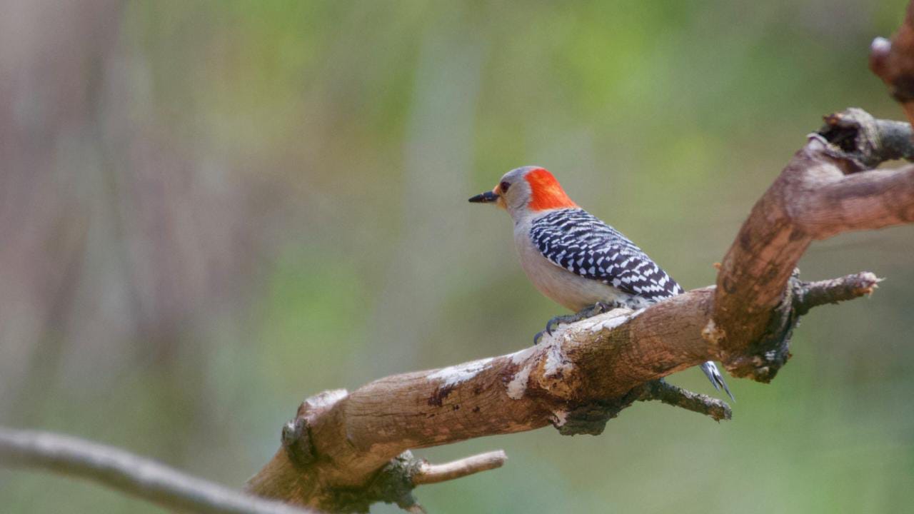 6 Best Places to Visit in Dakshin Dinajpur District (West Bengal)