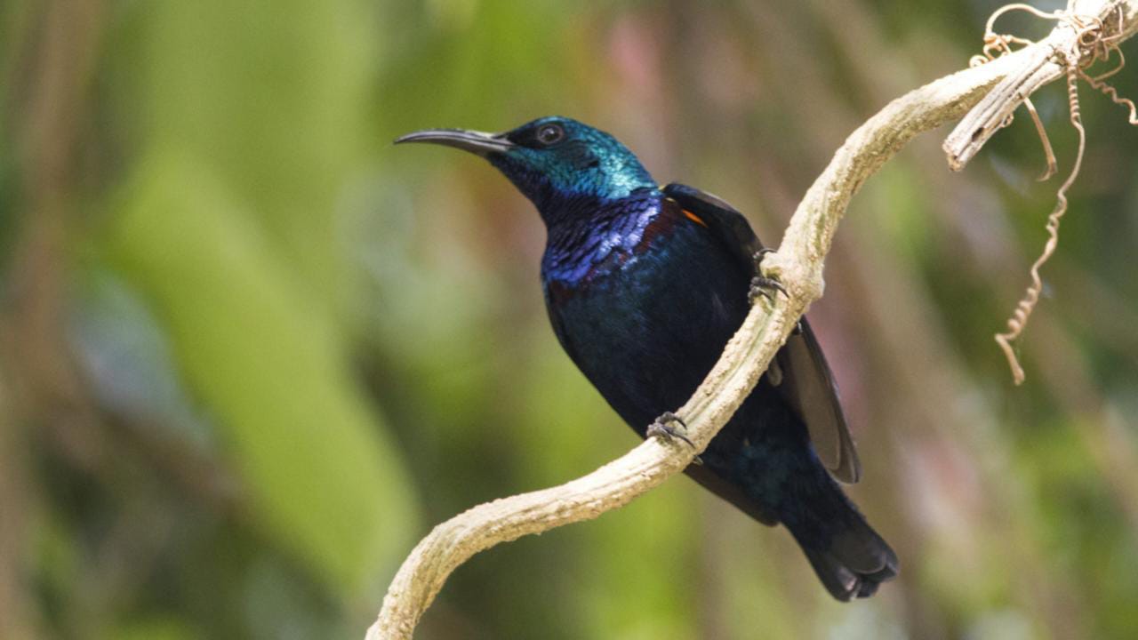 Falakata, Alipurduar (West Bengal) - 6 Points To Know About