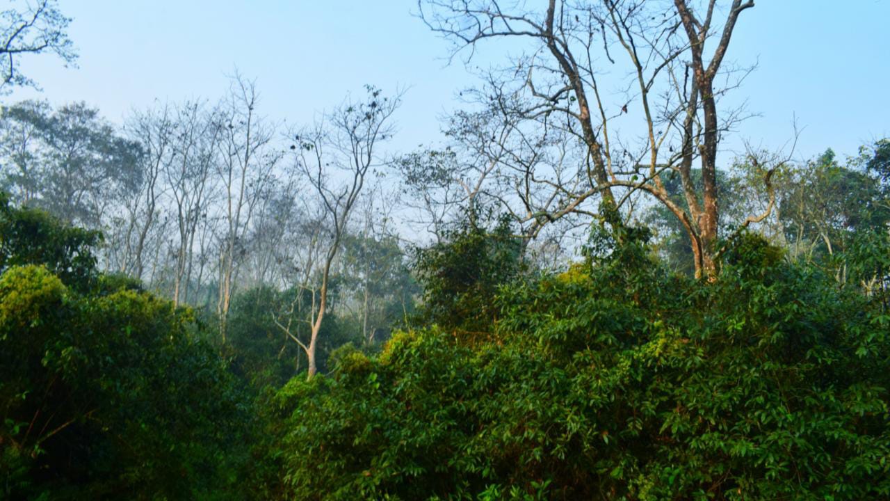 Chilapata Forest (Alipurduar) - 6 Points You Must Know About
