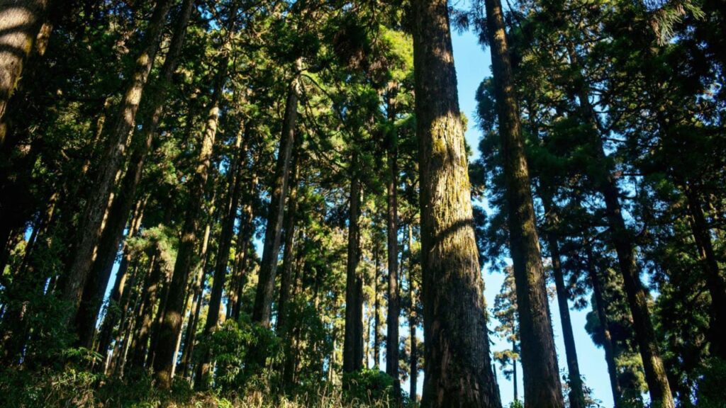 Dawki River, Shillong (Meghalaya) - A Complete Tour Guide