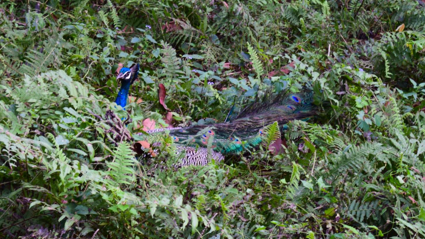 Gorumara National Park (West Bengal) - 7 Points To Know About