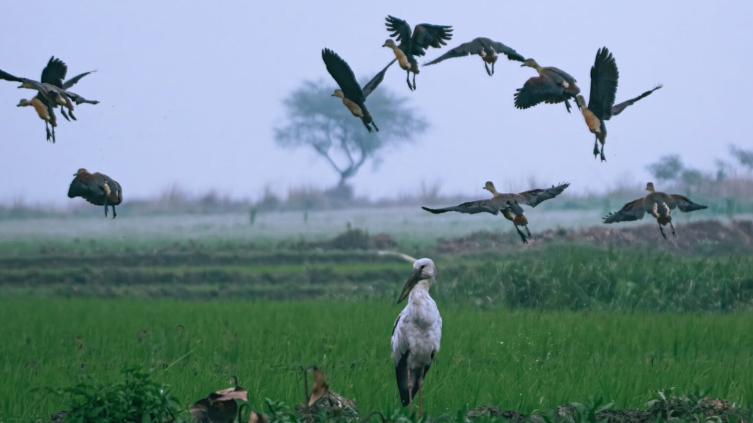 Purbasthali (West Bengal) - Location, Chupi Char, Bird Watching