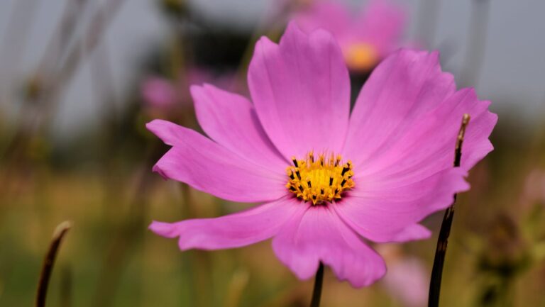 Khirai Flower Garden (West Bengal) - 5 Points To Know About