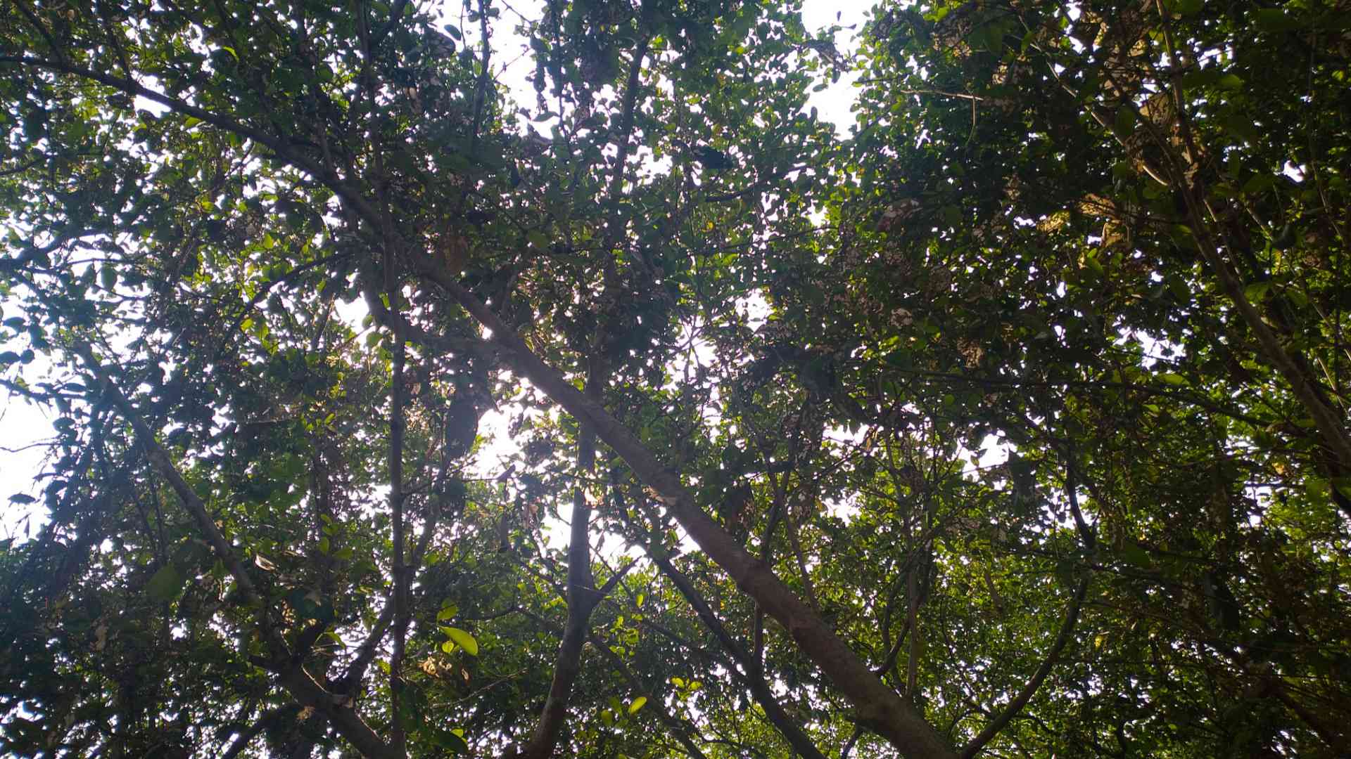 Golpata Forest Taki (West Bengal) | Golpatar Jungle Tour