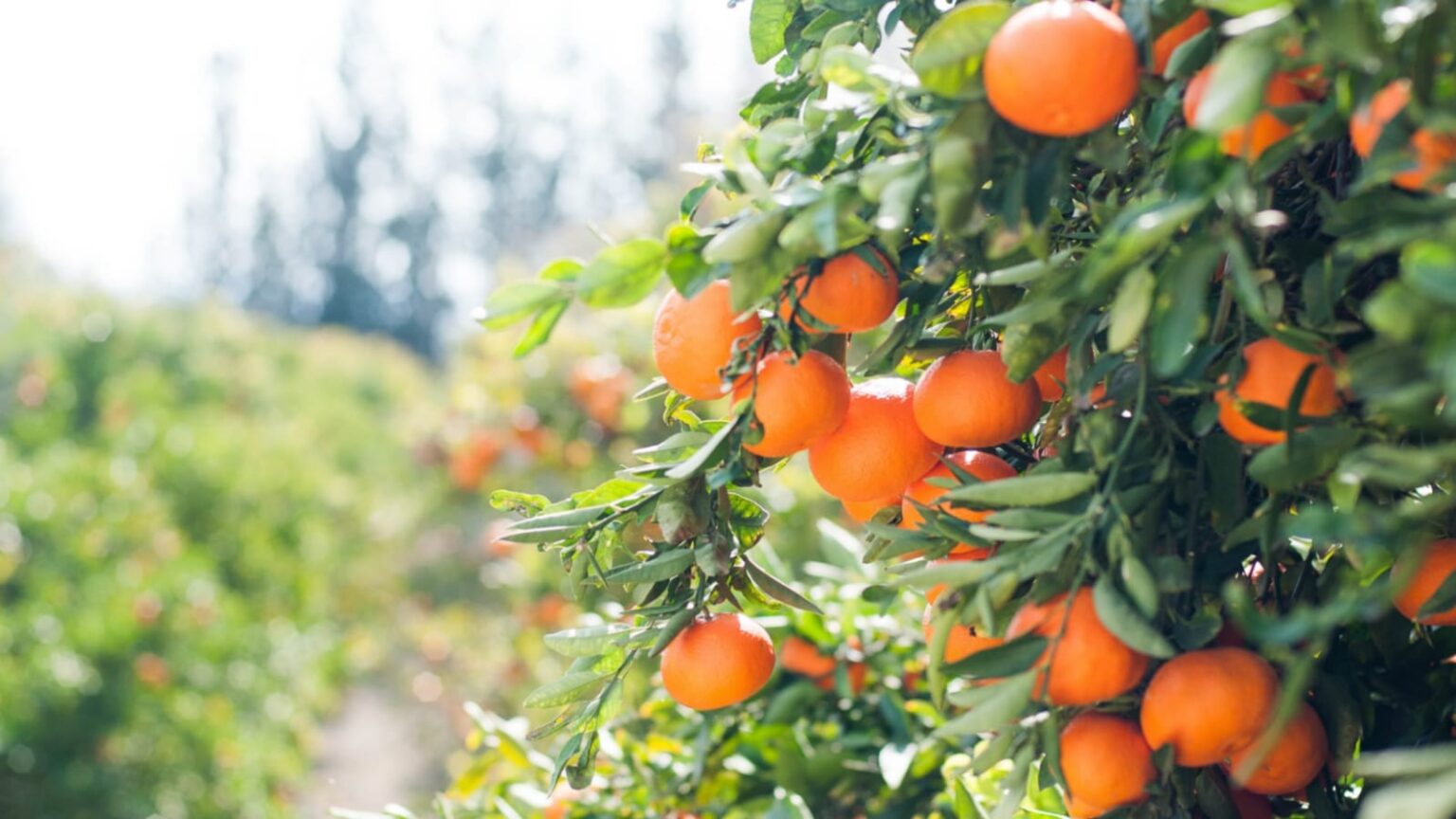 7 Best Places to visit in Mirik (Darjeeling) West Bengal - Swarnab Dutta