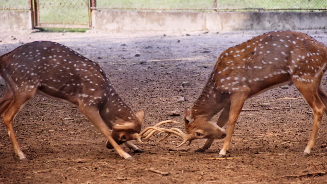 Alipore Zoo (Kolkata) - Ticket Price, Timings, Attractions