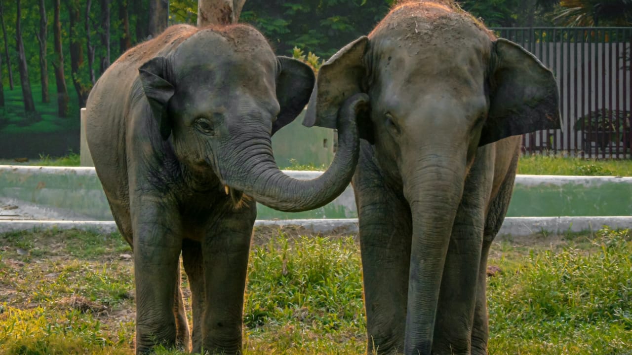 Alipore Zoo (Kolkata) - Ticket Price, Timings, Attractions