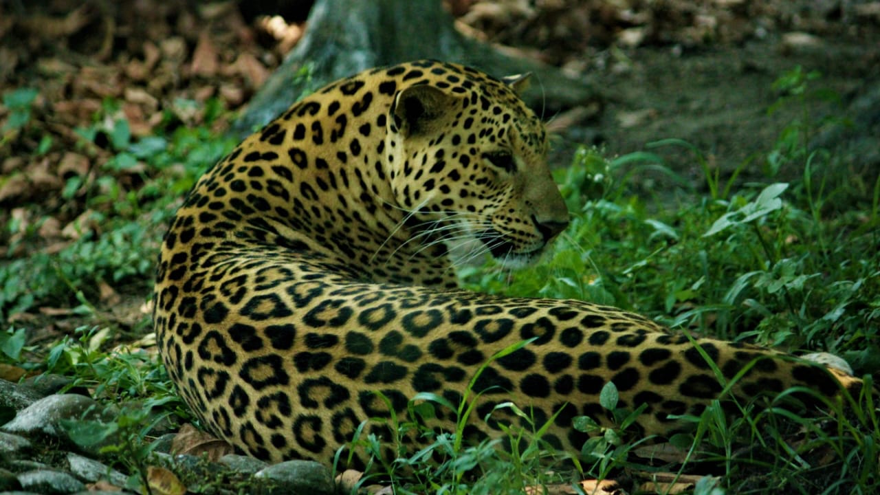 Alipore Zoo (Kolkata) - Ticket Price, Timings, Attractions