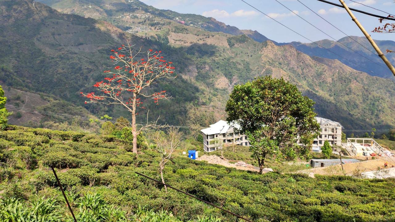 7 Famous Places To Visit In Kurseong (West Bengal)