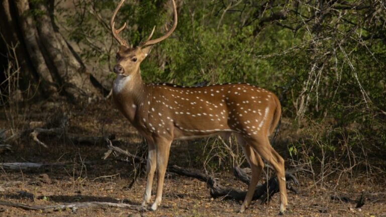 Belpahari (Jhargram): Weekend Trip - Places to Stay & Visit