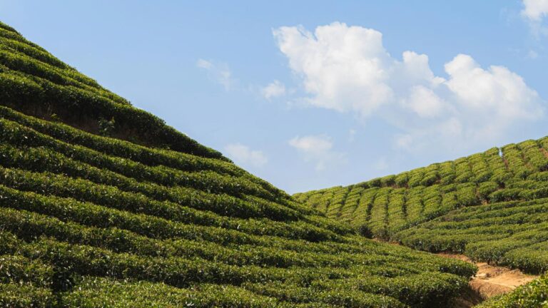 Ajodhya Hills (Purulia) - Resorts, Things To Do, Best Time To Visit